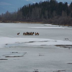 Gallery at Columbia Wetlands Outpost, Golden, BC